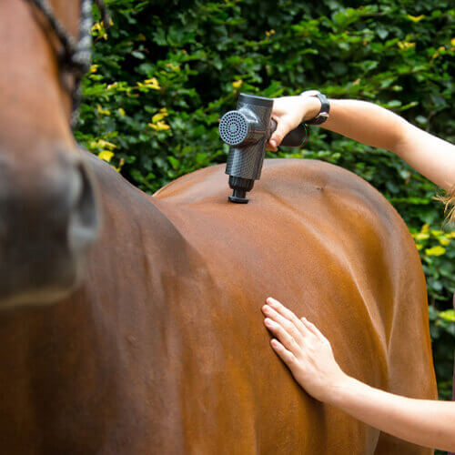 Equine Massage Guns: An Essential Tool for Horse Owners – HorseCares® USA, UK