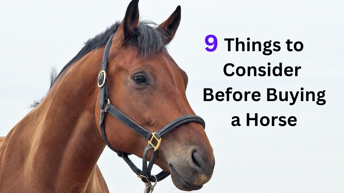 Equine massage gun – is it good or bad for your horse?