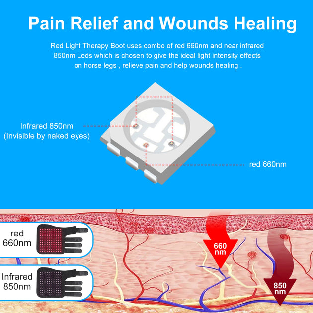 Transforming Your Horse's Health: The Advantages of Investing in Equine ...